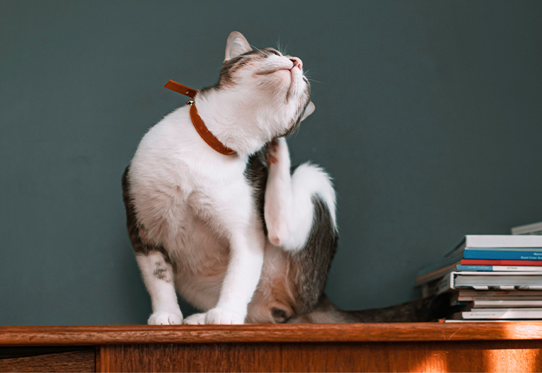 How To Keep Your Cat's Coat Healthy In Winter | Best Pet Buys